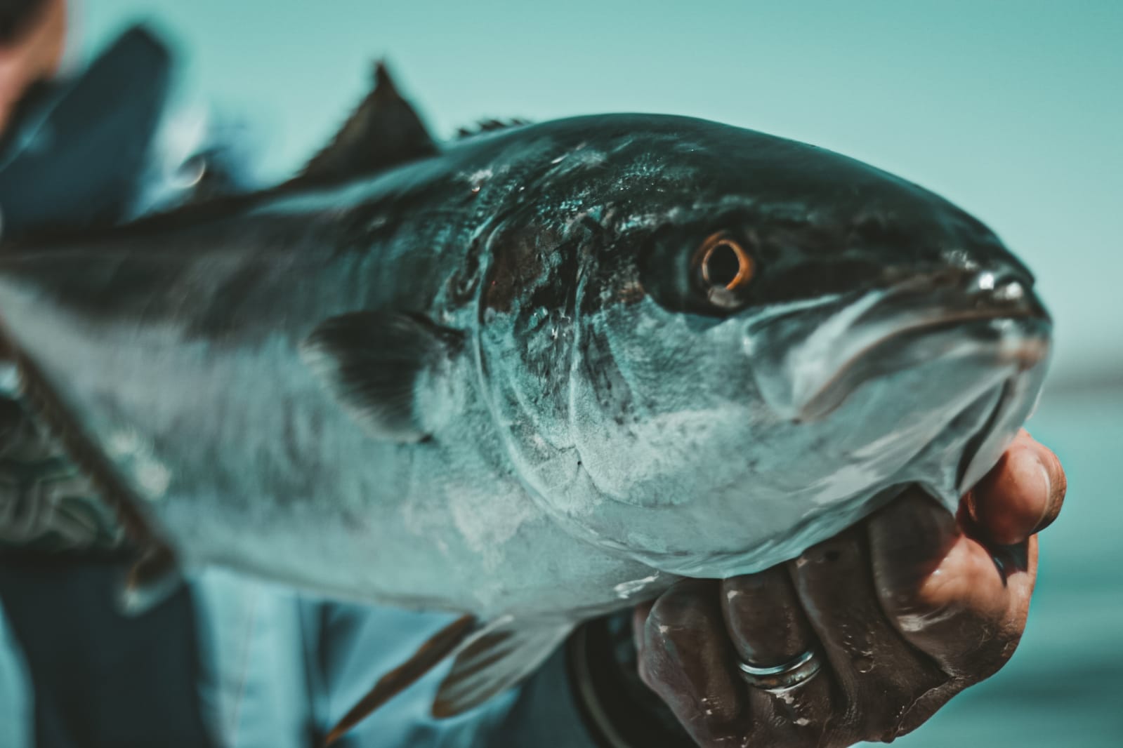 Yellowtail in Abundance | African Fishing Adventures